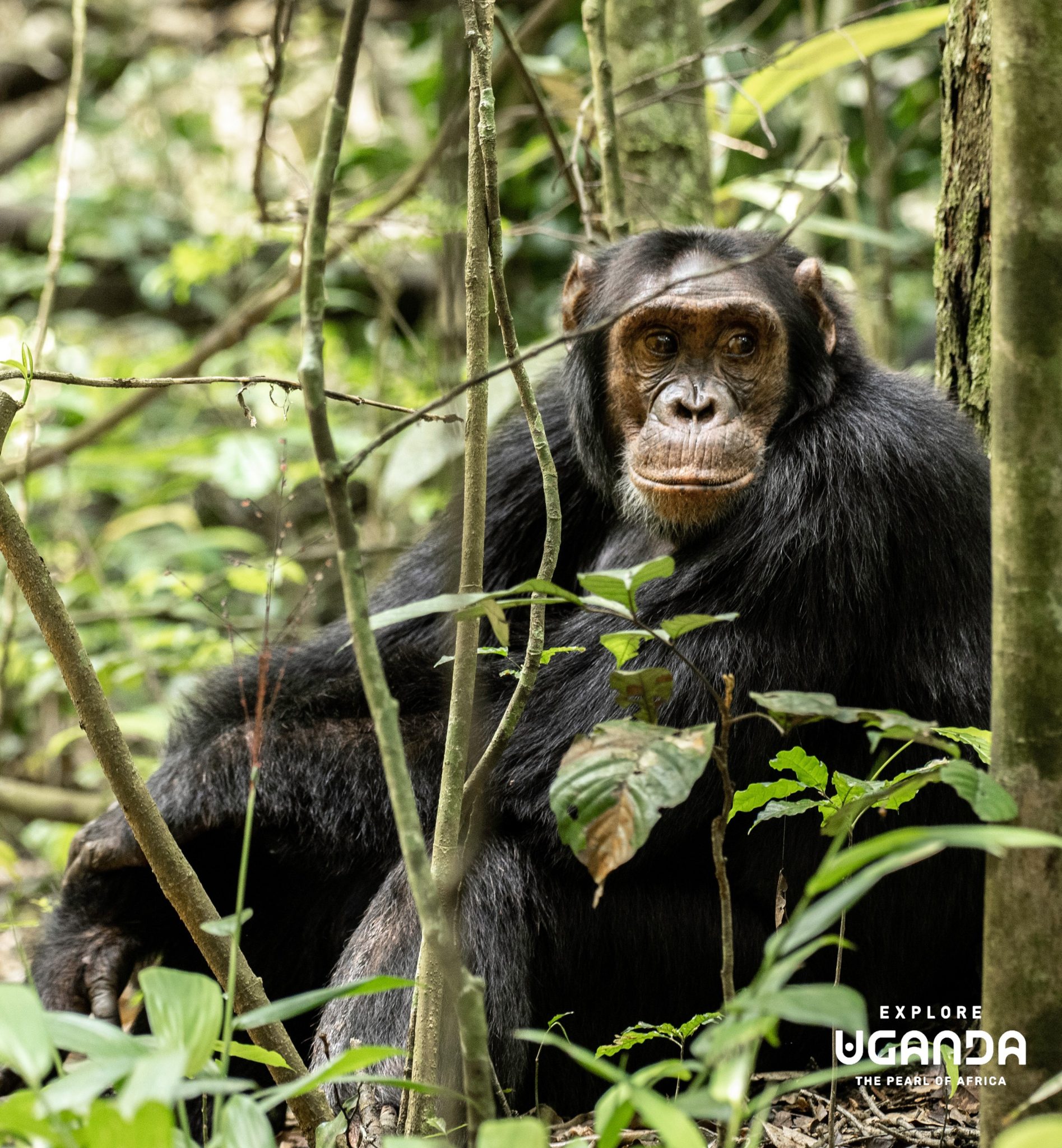 Why Uganda’s Chimpanzee ‘Civil War’ Happened: Inside the Slow Collapse ...