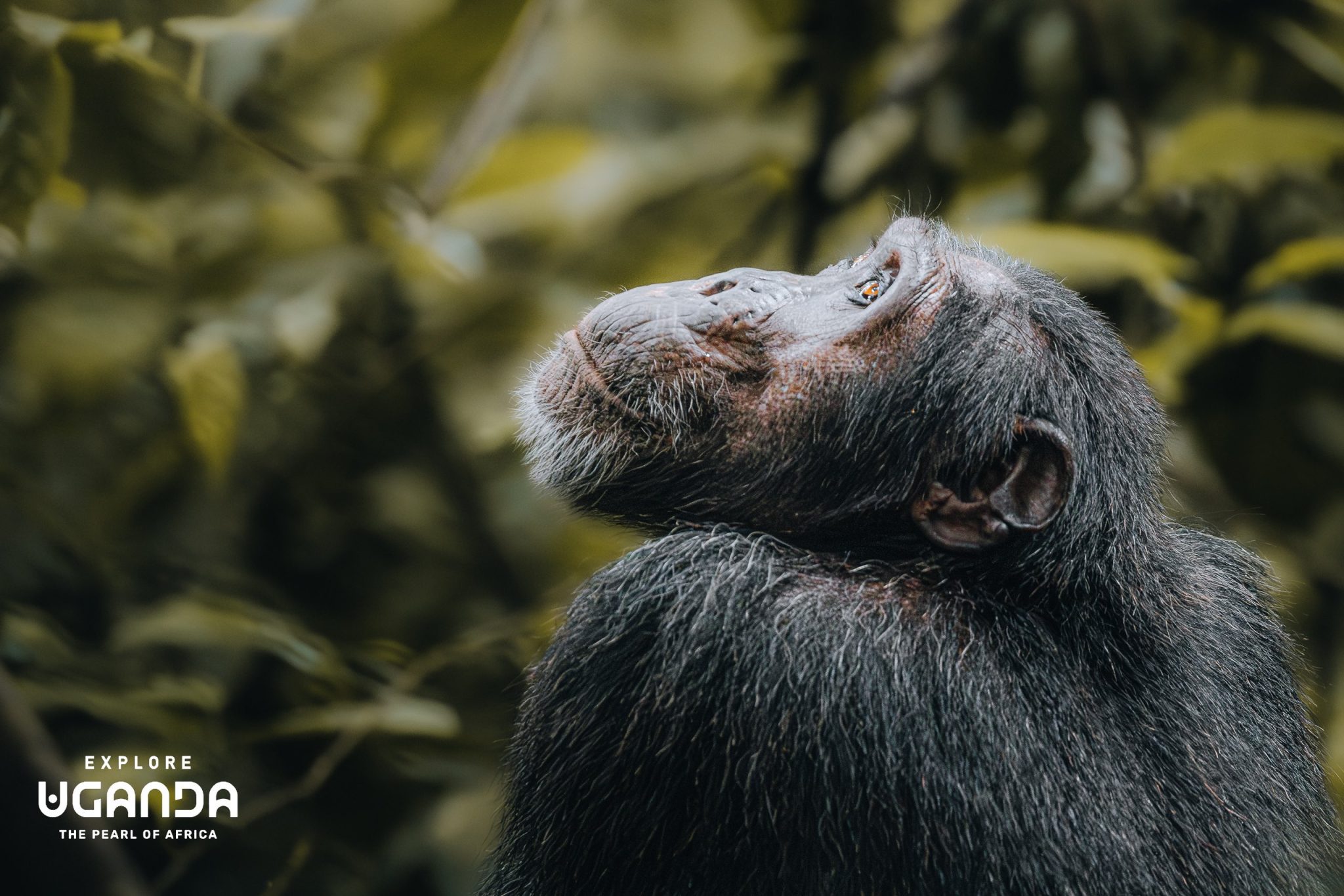 Why Uganda’s Chimpanzee ‘Civil War’ Happened: Inside the Slow Collapse ...